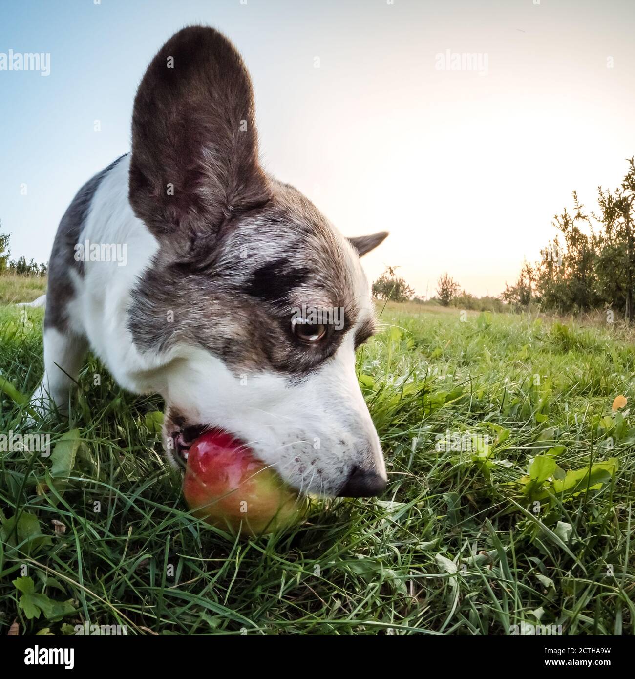 Distorted dog head hi-res stock photography and images - Alamy