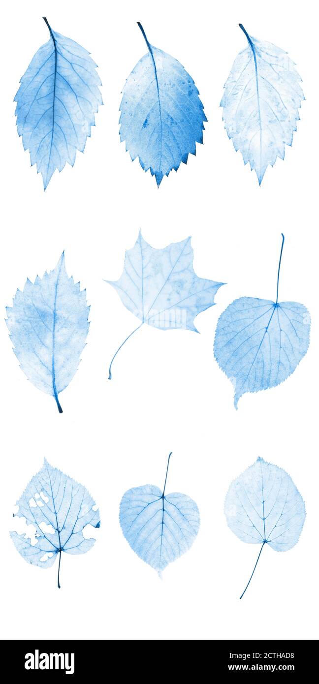 set of blue leaves isolated on white background Stock Photo - Alamy
