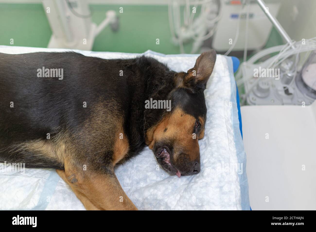 Large German shepherd dog under anesthesia in veterinarian clinic lying ...