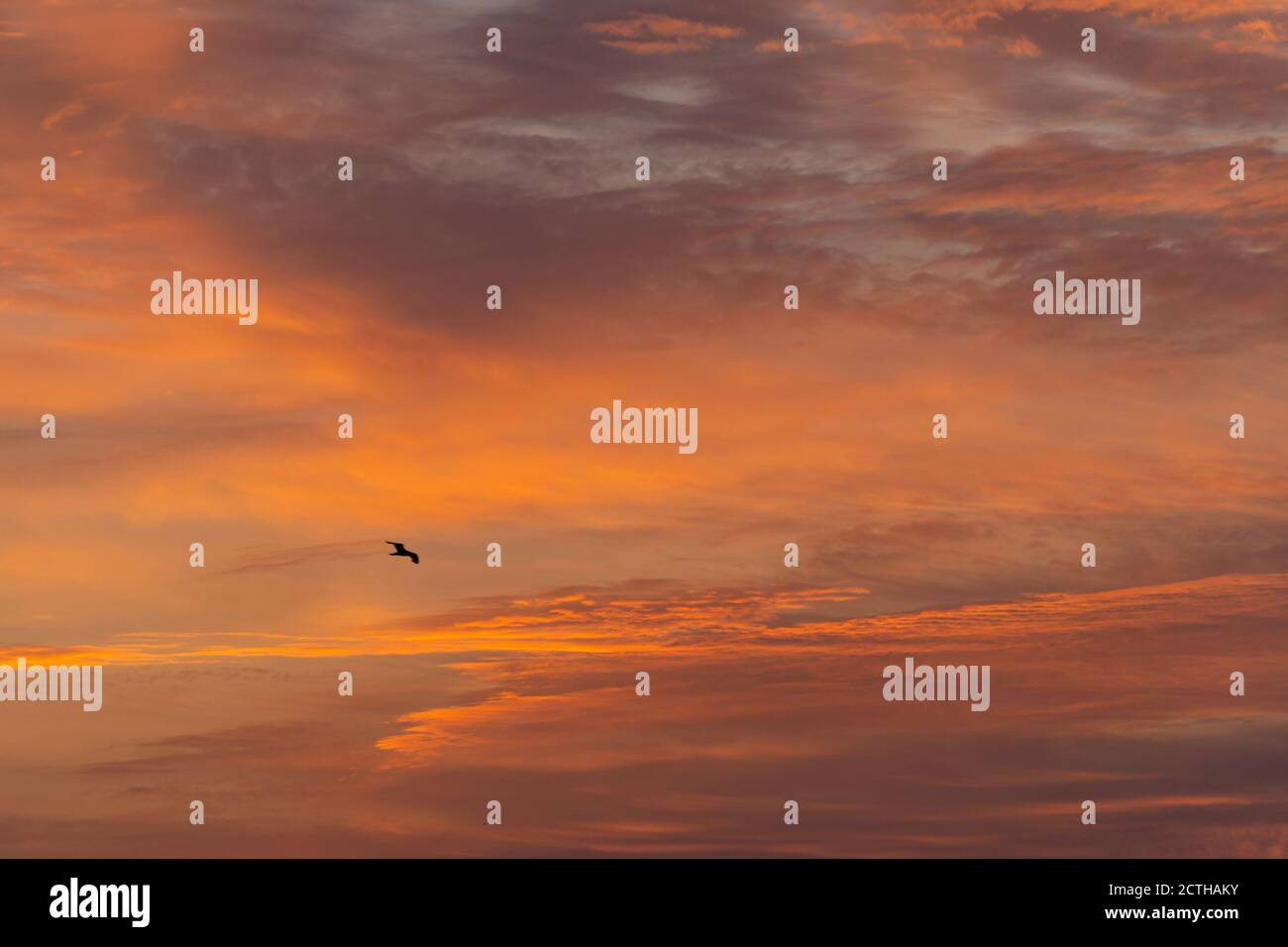 Bird Flying Against Fiery Morning Sky Background Stock Photo - Alamy