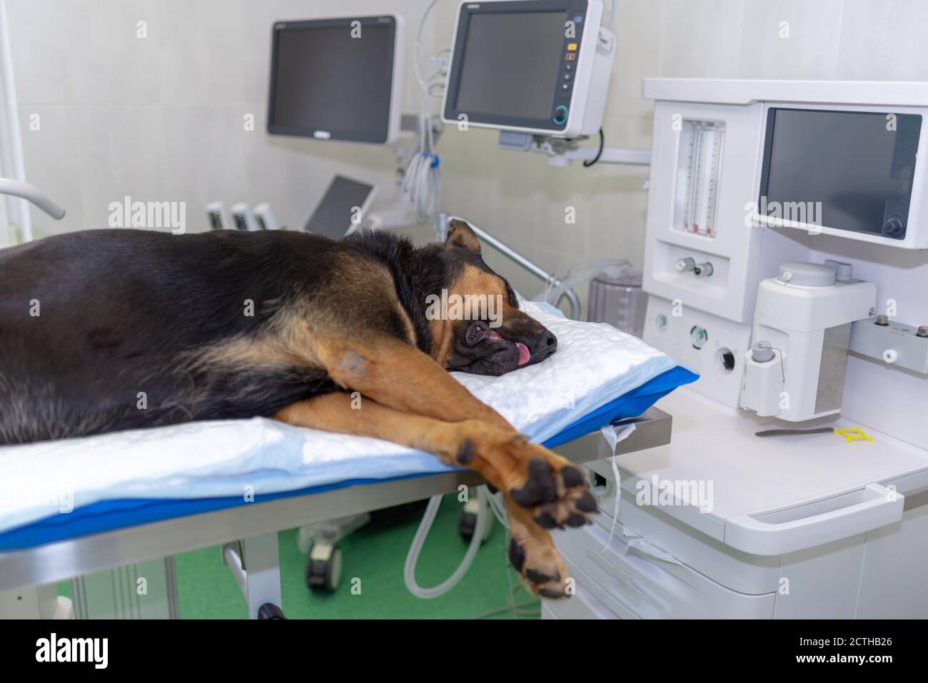 Large German shepherd dog under anesthesia in veterinarian clinic lying ...