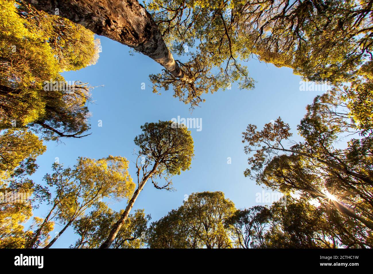 Fisheye view tree tops hi-res stock photography and images - Alamy