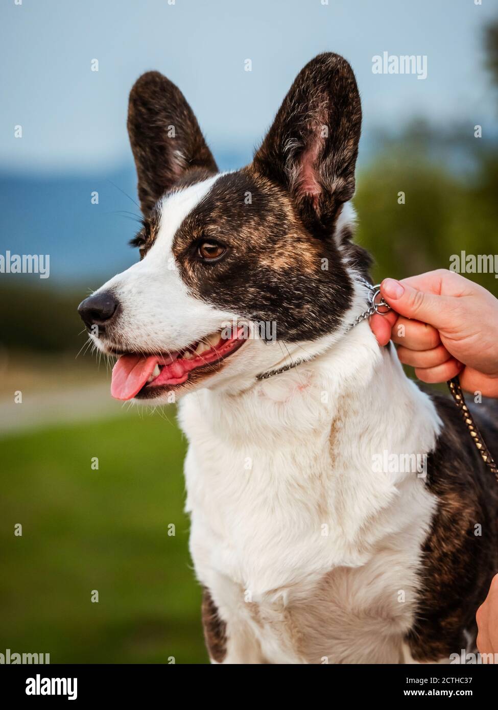 Brown Corgi Dog Shows Standard Stance And Portrait B Pet Training ...