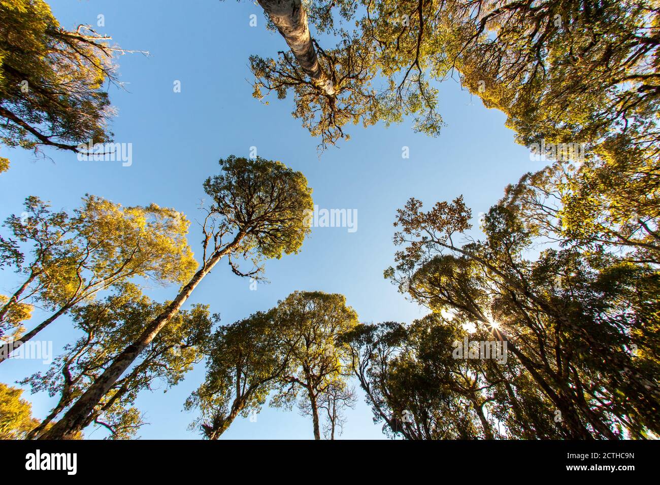 Tree tops seen with fisheye lens Stock Photo - Alamy