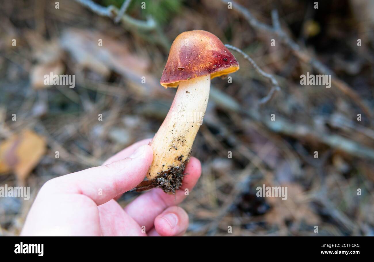 culture of studying and collecting fungi Stock Photo - Alamy