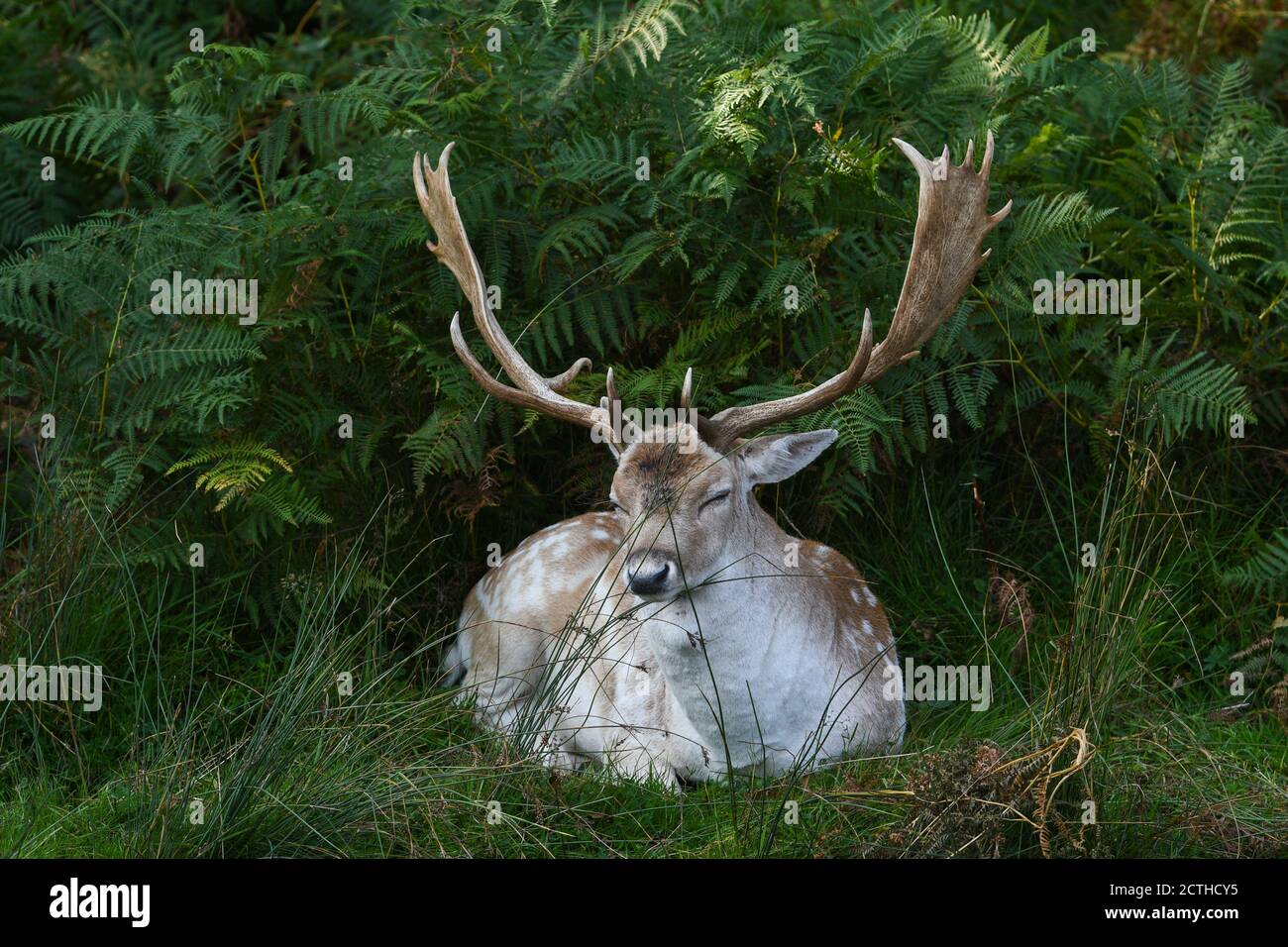 deer relaxing at bradgate park Stock Photo - Alamy