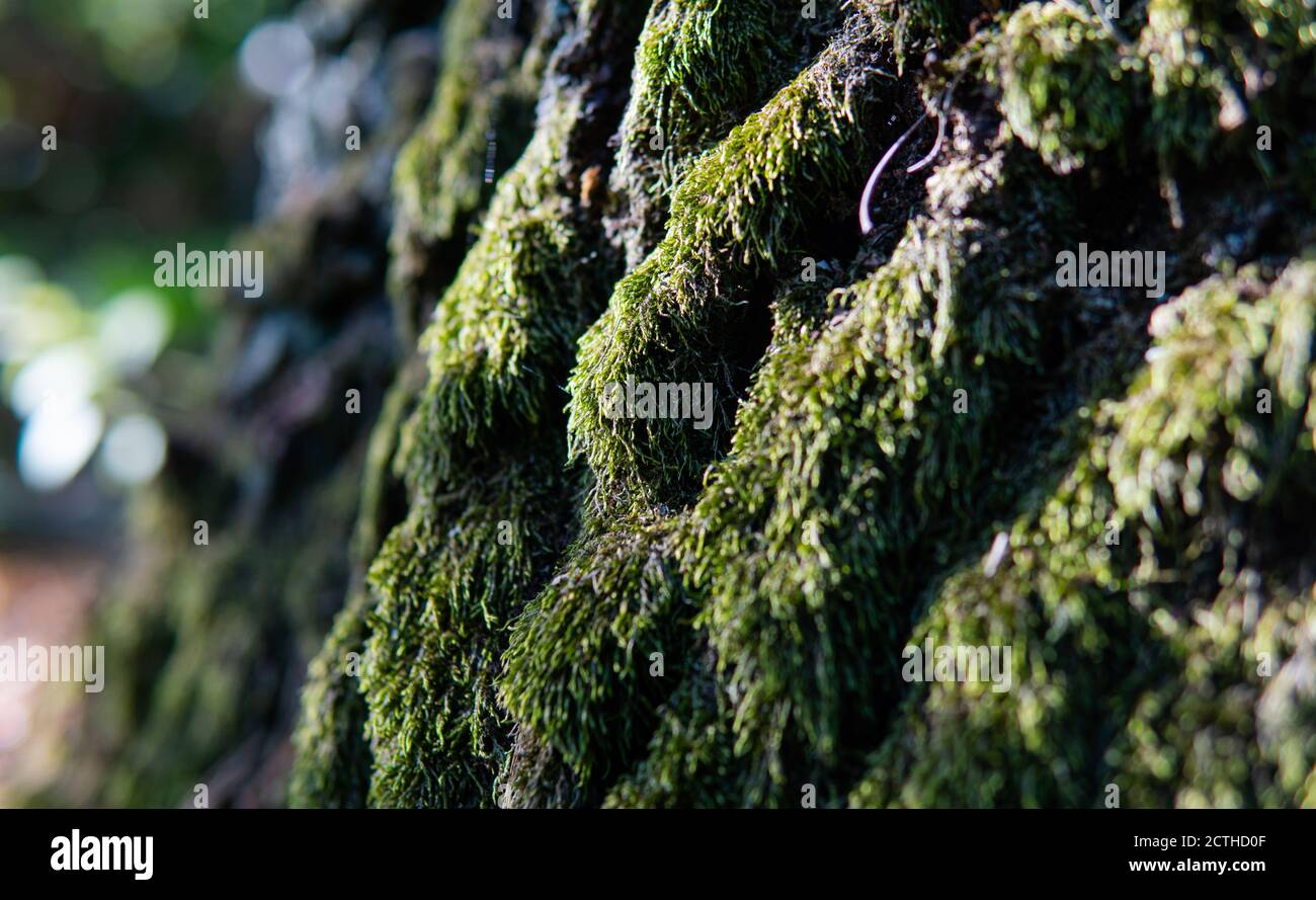 forest mycelium, habitat for mushrooms in nature Stock Photo - Alamy