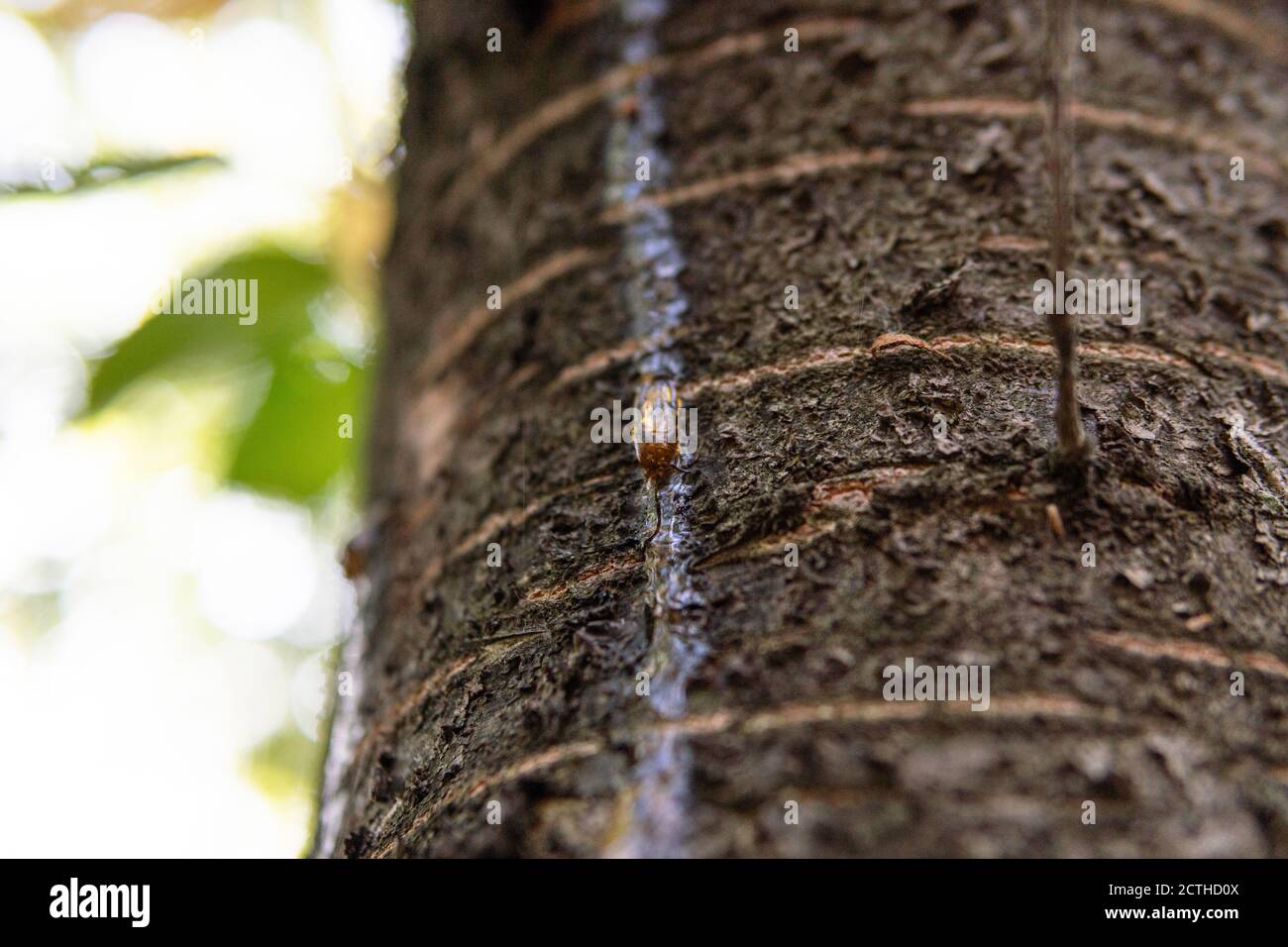 collecting resin from fruit trees close-up Stock Photo - Alamy