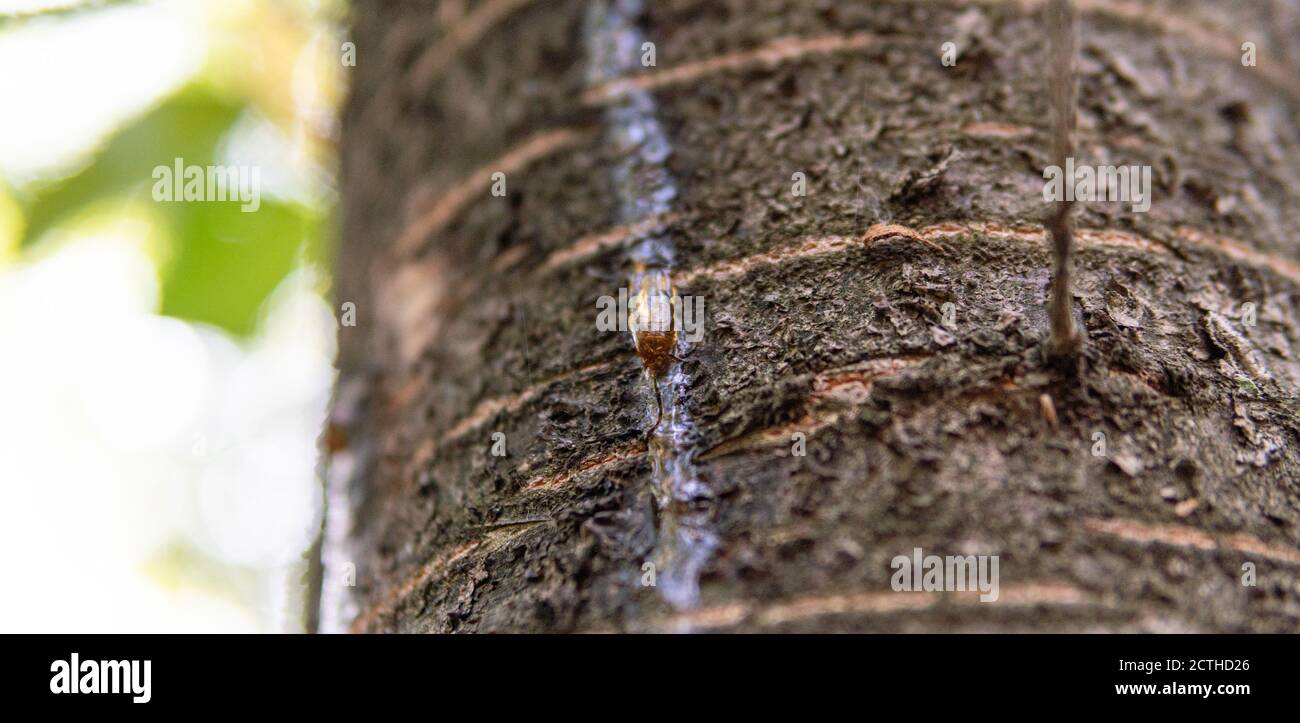 collecting resin from fruit trees close-up Stock Photo - Alamy
