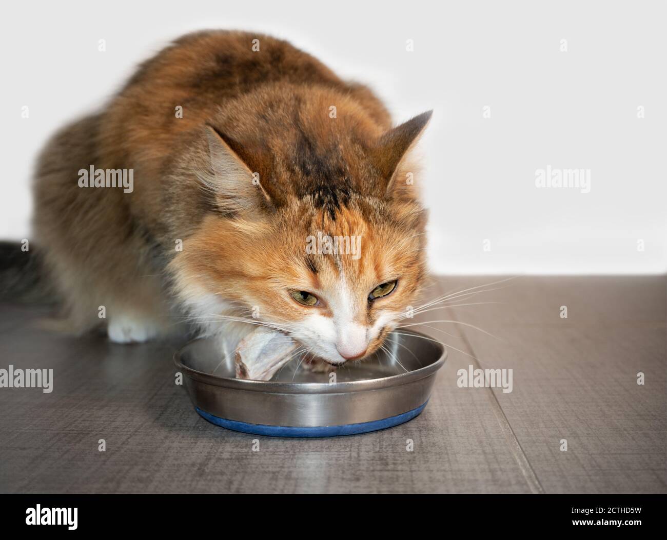 Cute cat eating a raw chicken wing tip for her meal. Front view ...