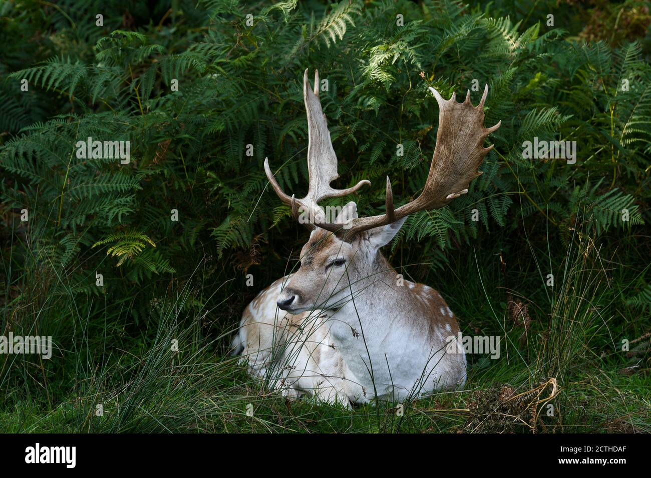 deer relaxing at bradgate park Stock Photo - Alamy