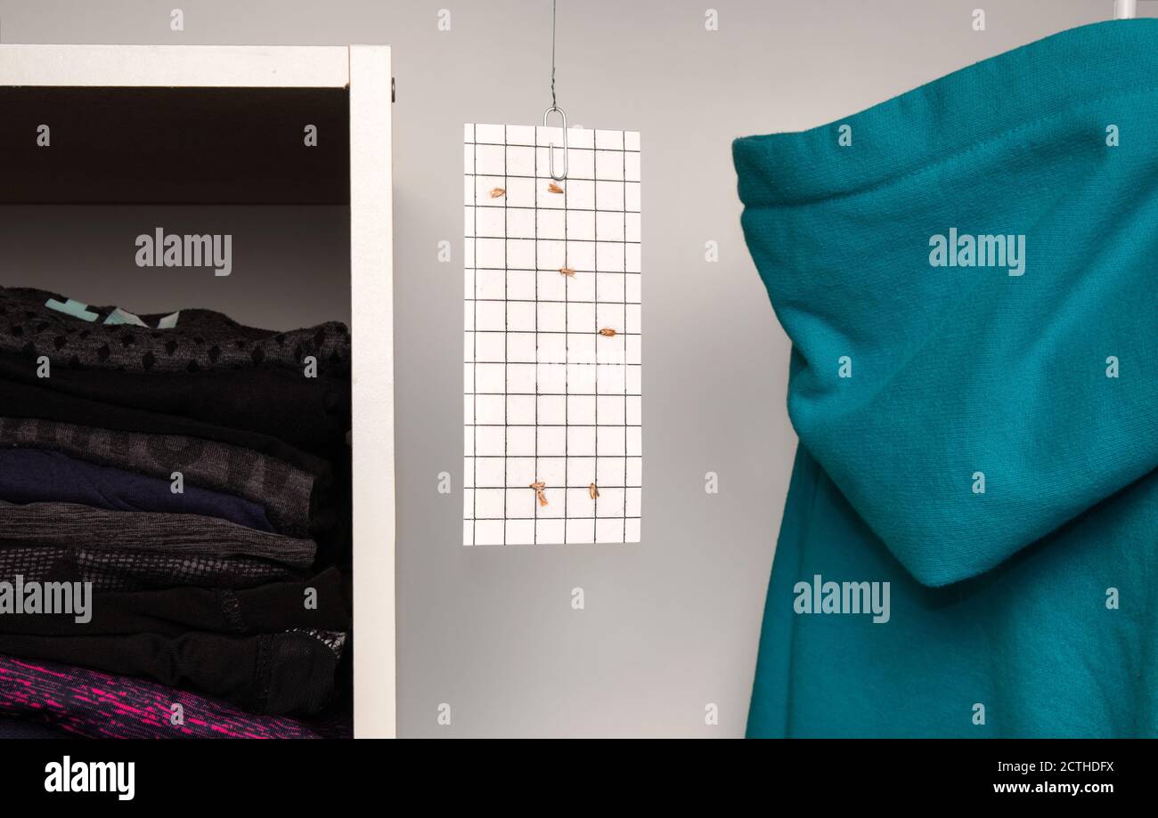 Moth trap hi-res stock photography and images - Alamy