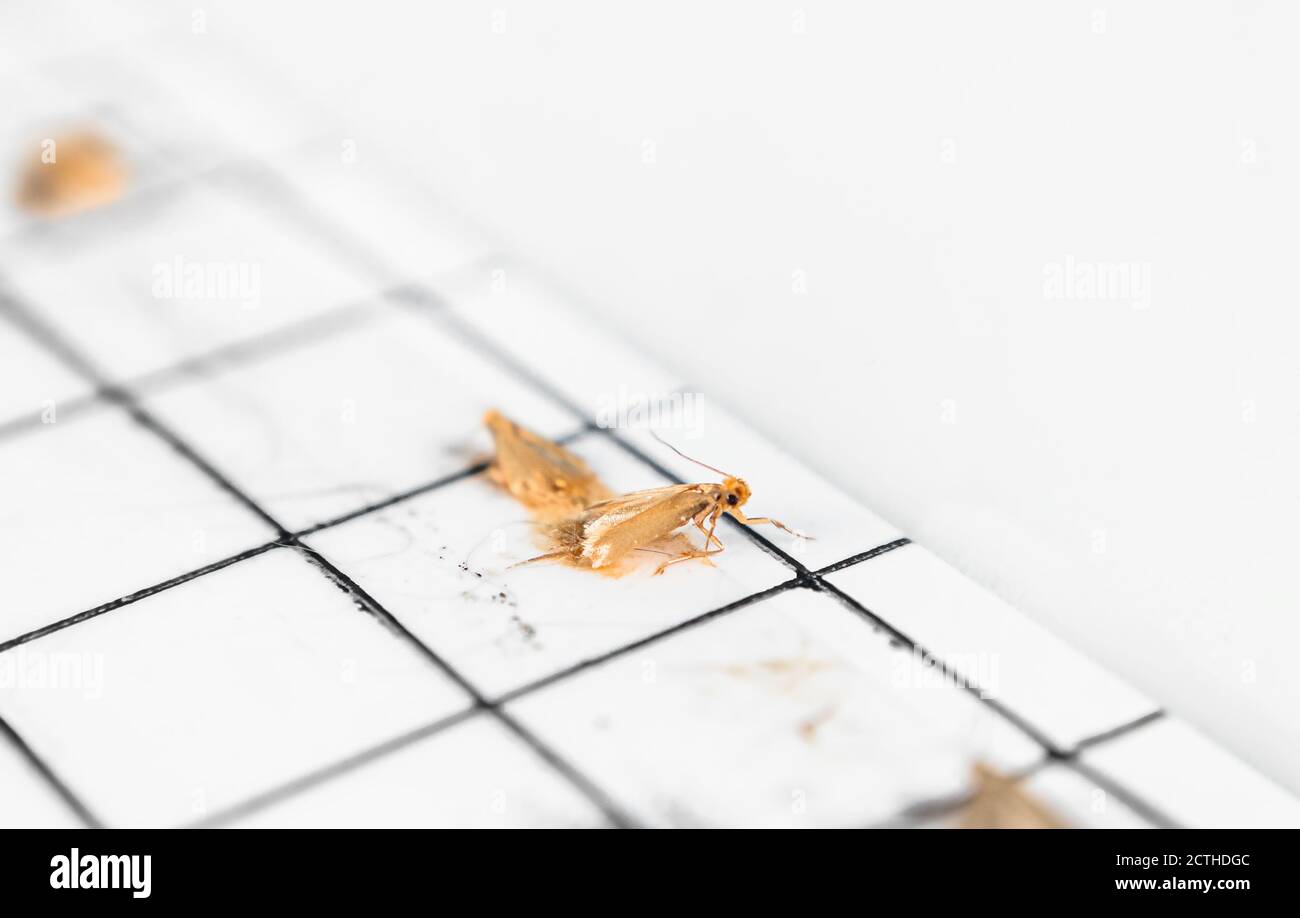 Cloth insects hi-res stock photography and images - Alamy