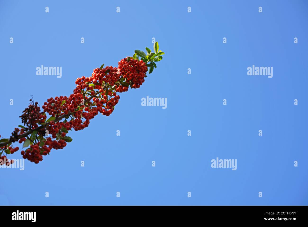 Golden firethorn hi-res stock photography and images - Alamy