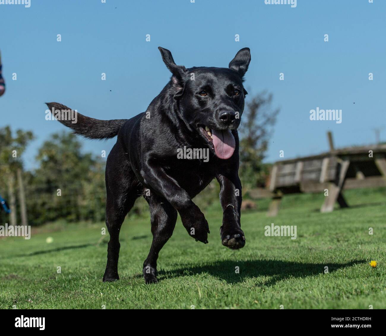 black Labrador retriever dog running towards camera Stock Photo - Alamy