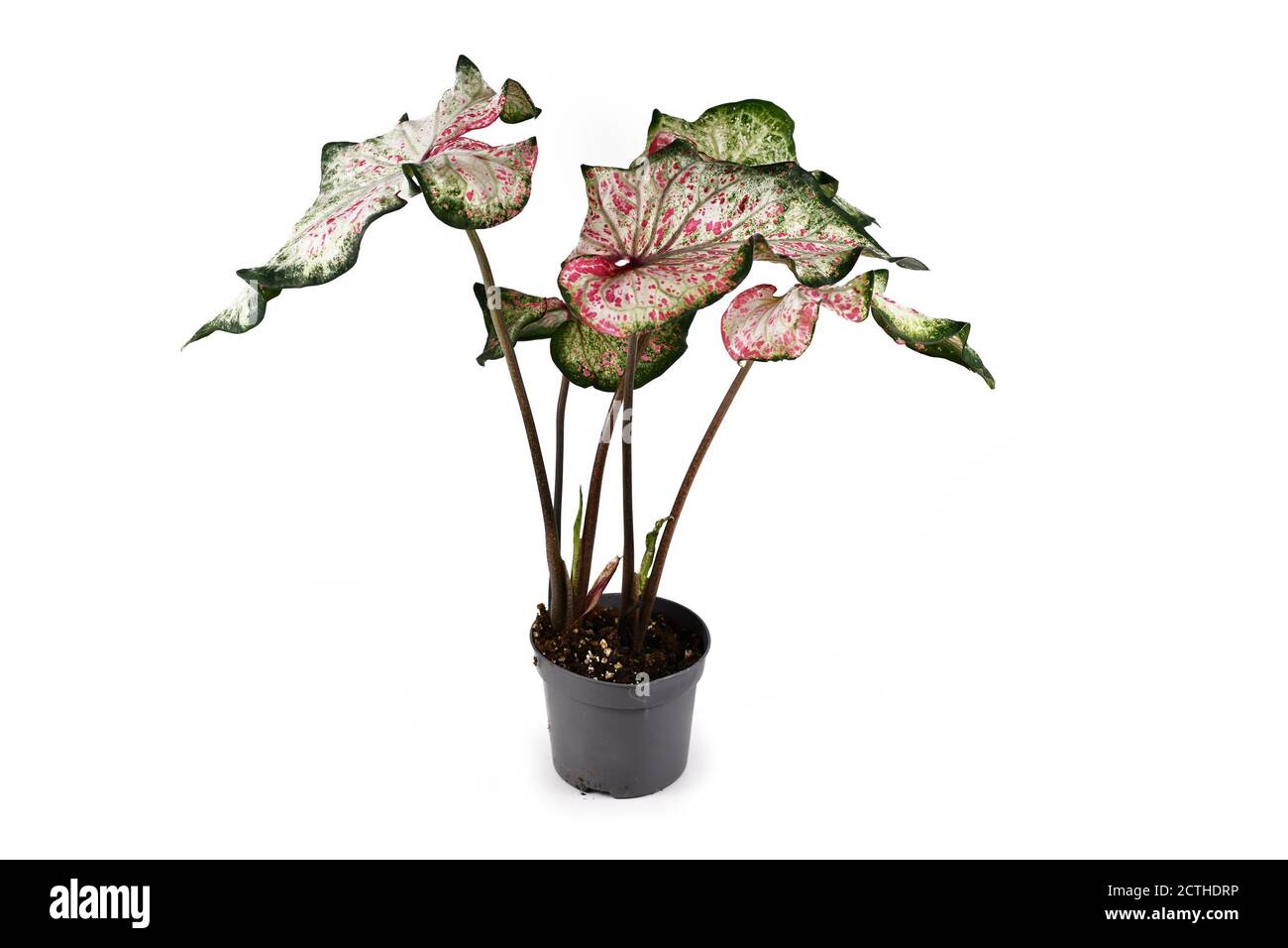 Exotic 'Caladium Candyland' plant with beautiful white and green leaves ...