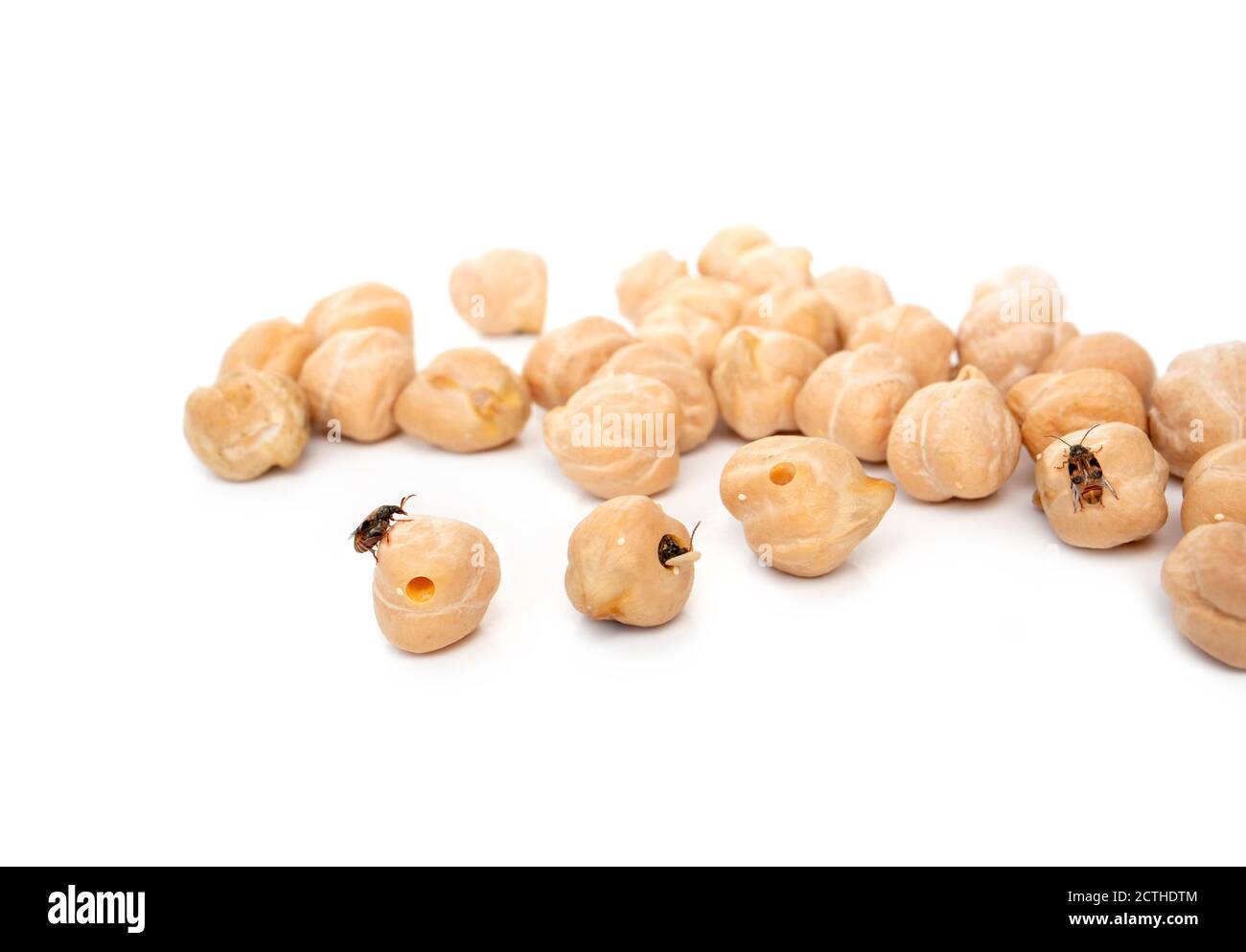 Cowpea weevil hi-res stock photography and images - Alamy