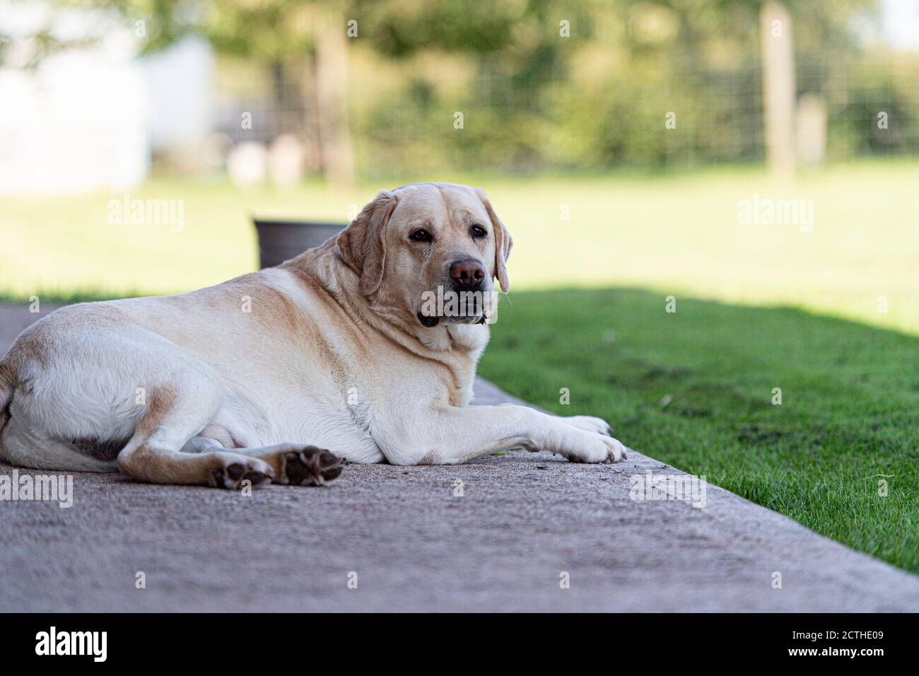 Chilled Dog High Resolution Stock Photography and Images - Alamy