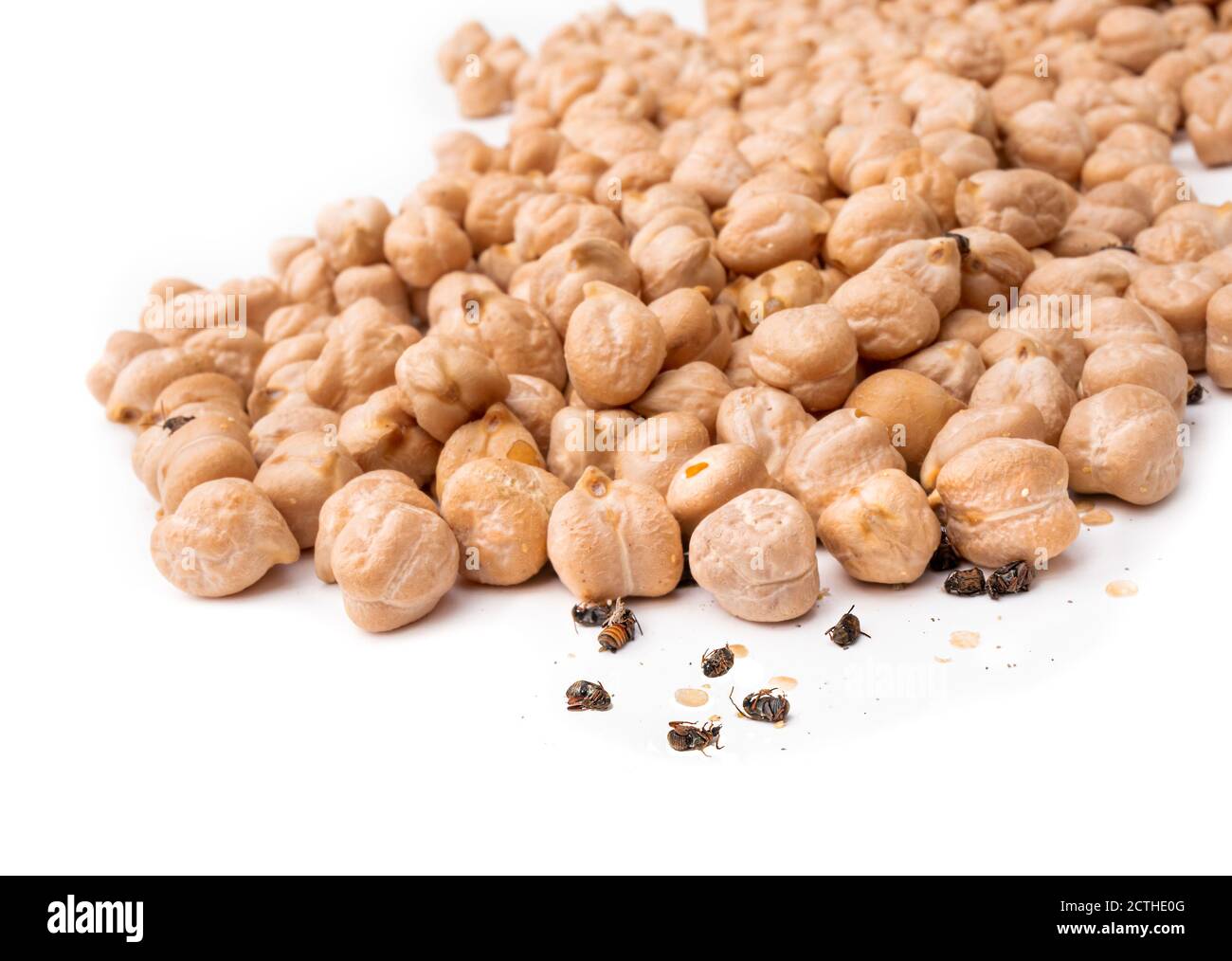 Multiple bean weevils or cowpea bettle on chickpeas. (Acanthoscelides ...