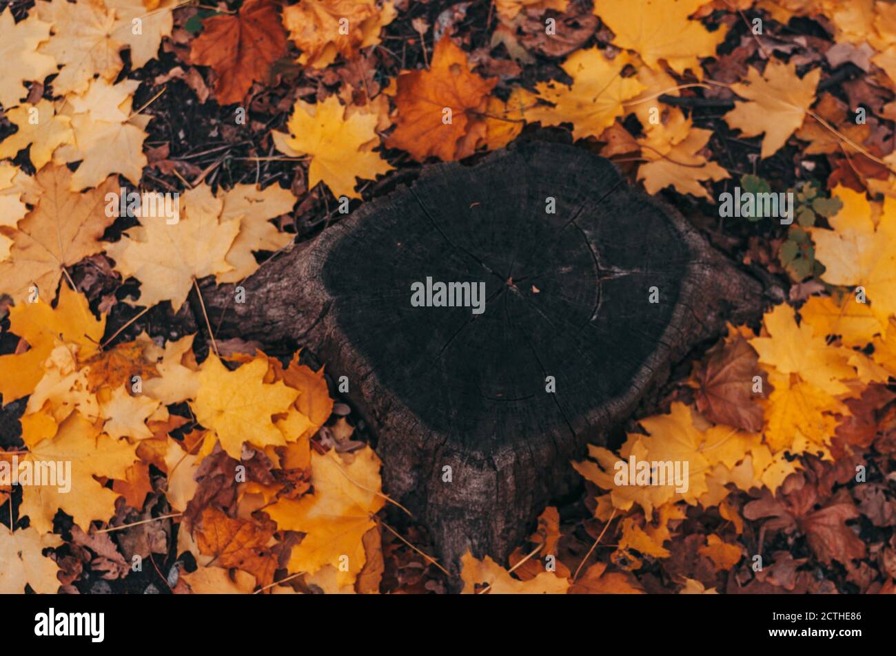 Hello October. Natural looking tree stump and yellow maple leaves in ...