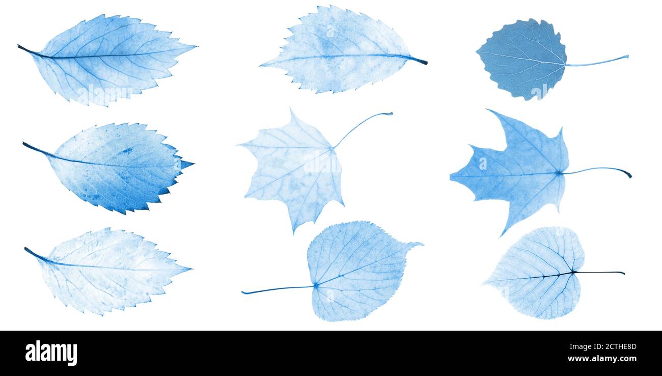 set of blue leaves isolated on white background Stock Photo - Alamy