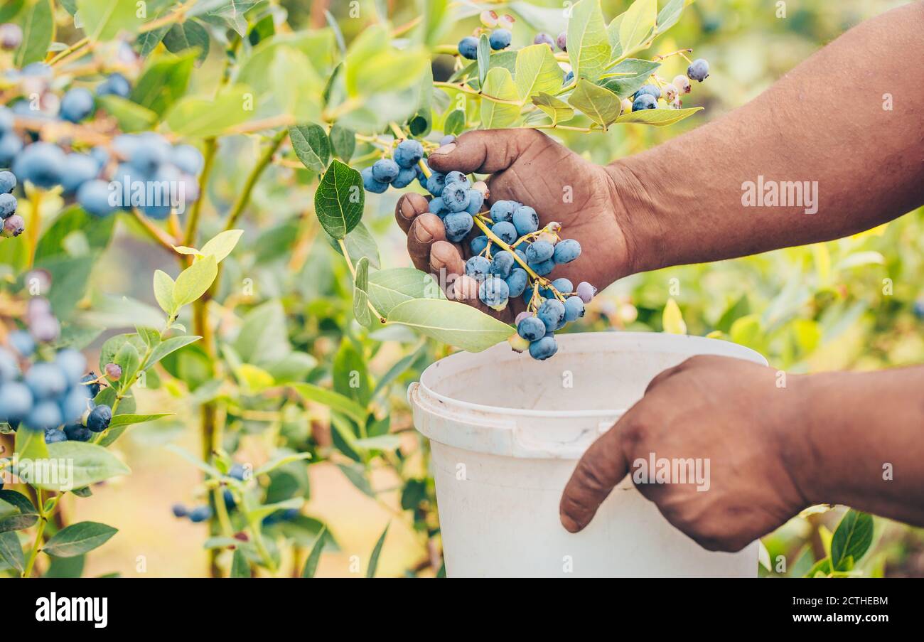 A farmer harvesting fresh blueberries on a farm, food concept Stock ...