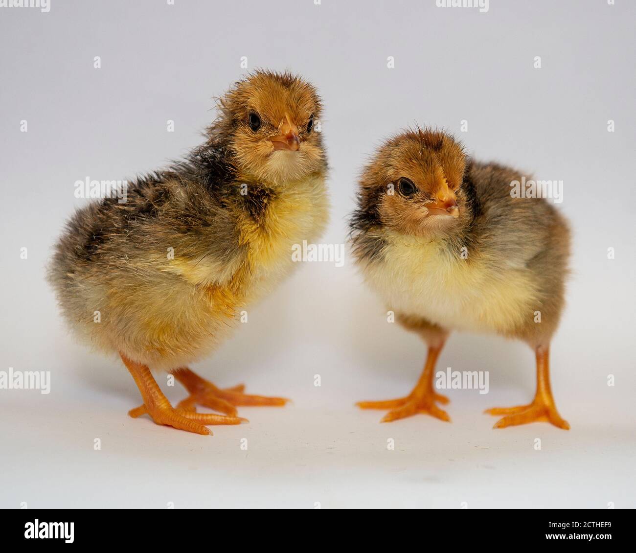 Poultry Hen Chick Hatching High Resolution Stock Photography and Images ...