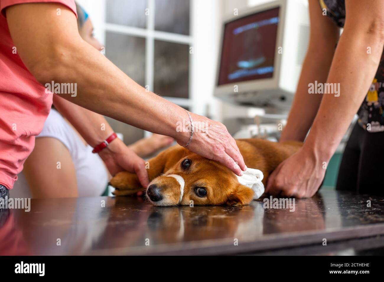 Process of a dog ultrasound heart in veterinary clinic, vet concept ...