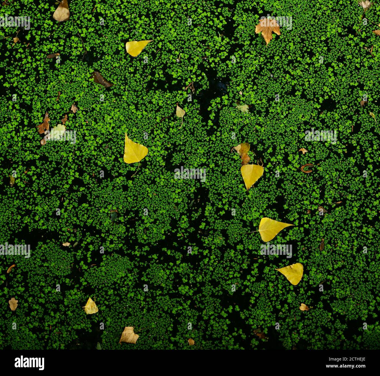 Common Duckweed Lemna minor with autumn leaves floating on top Stock ...
