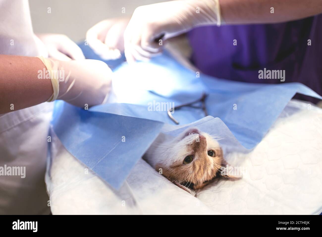 Vet doing the operation sterilization. The cat on the operating table ...