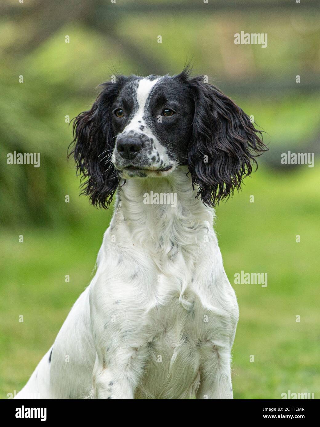 Black And White Springer Spaniel High Resolution Stock Photography and ...