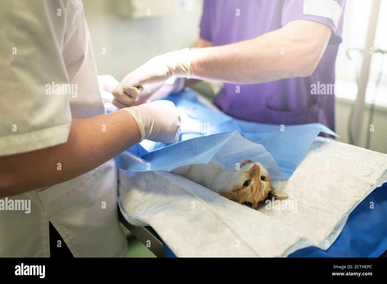 Vet doing the operation sterilization. The cat on the operating table ...