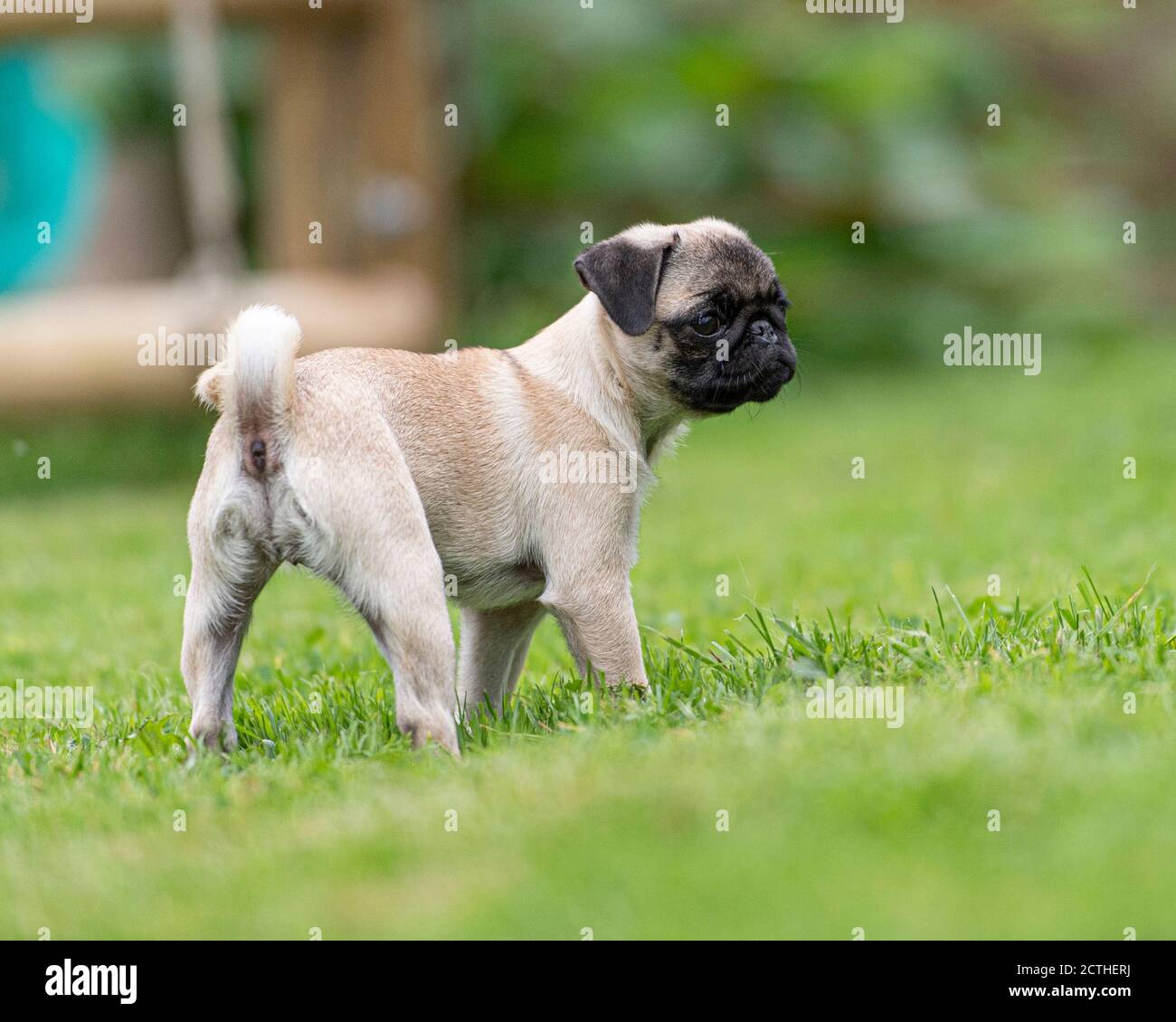 Dog puppy standing learning hi-res stock photography and images - Alamy