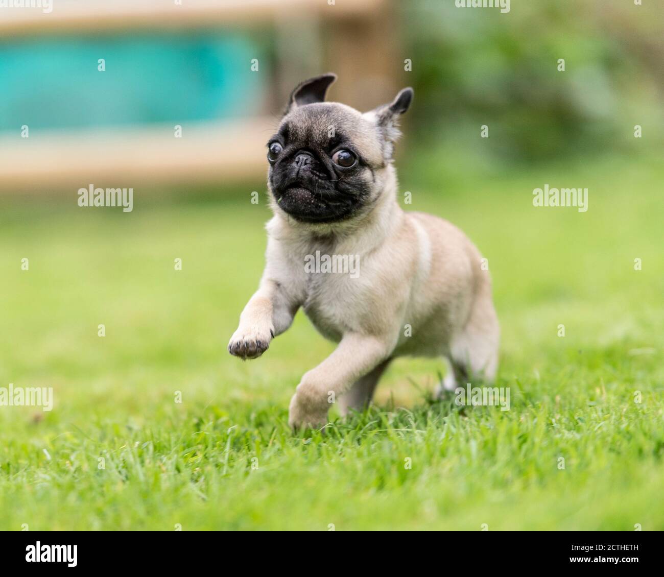 Happy pug hi-res stock photography and images - Alamy