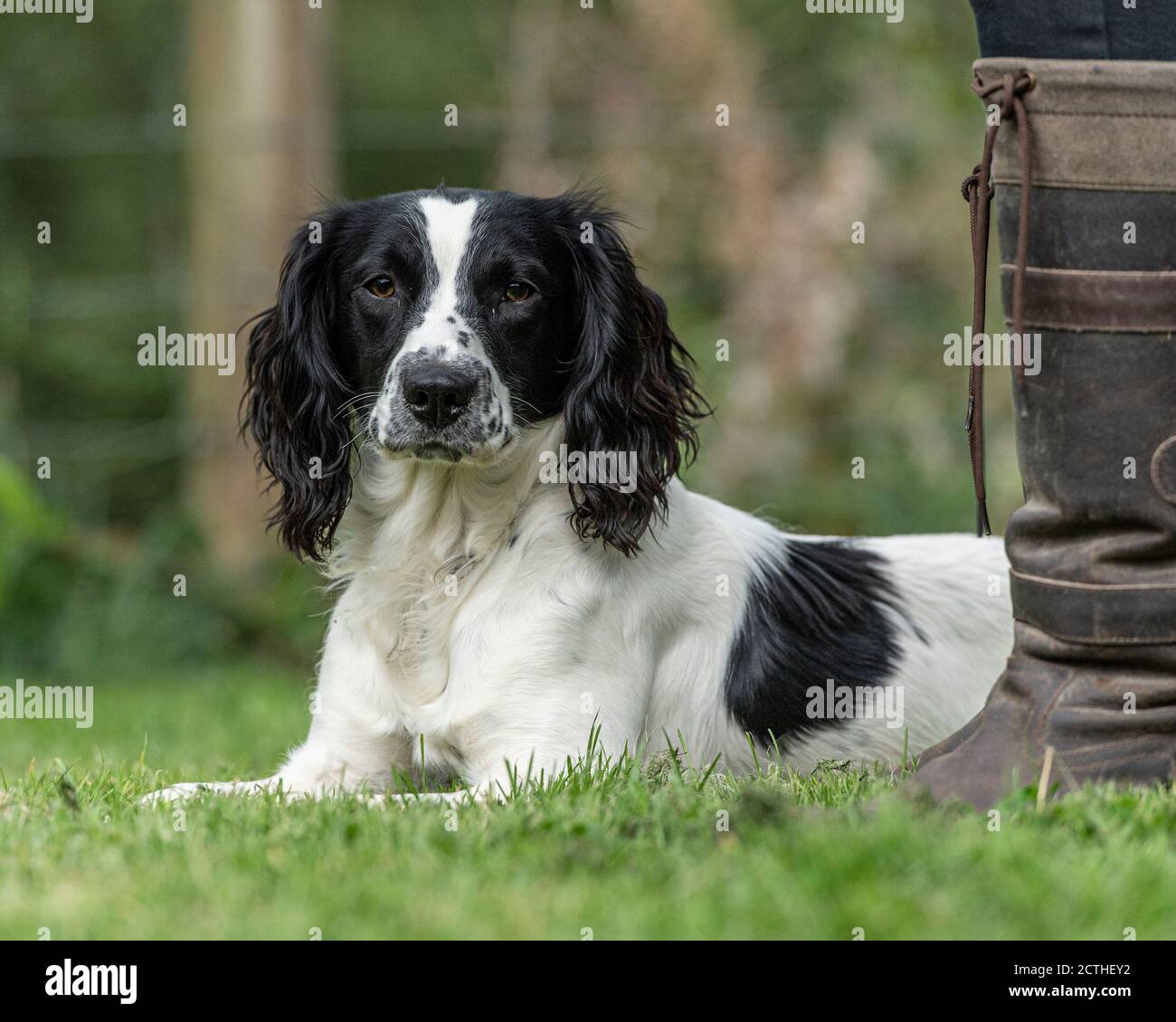 english springer spaniel dog Stock Photo - Alamy