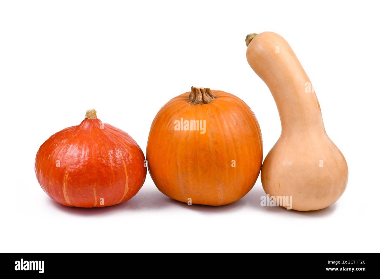 Varation of different types of squash vegetables with Butternut squash ...