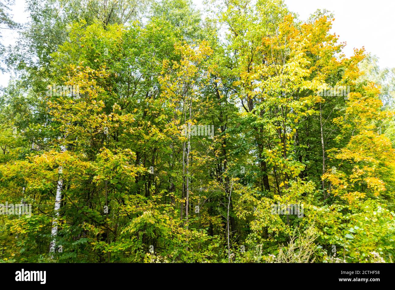 beautiful autumn forest in September, can be used for backgrounds ...
