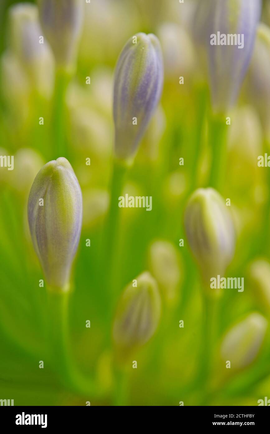 Detail of blue and green flower buds of ornamental garlic Allium plants ...