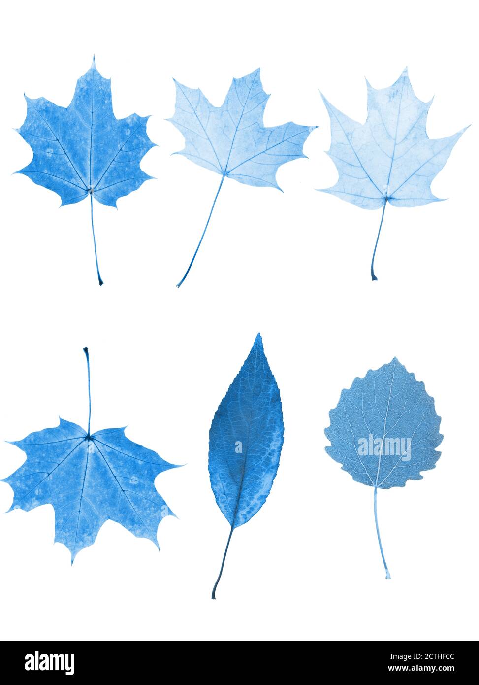 set of blue leaves isolated on white background Stock Photo - Alamy