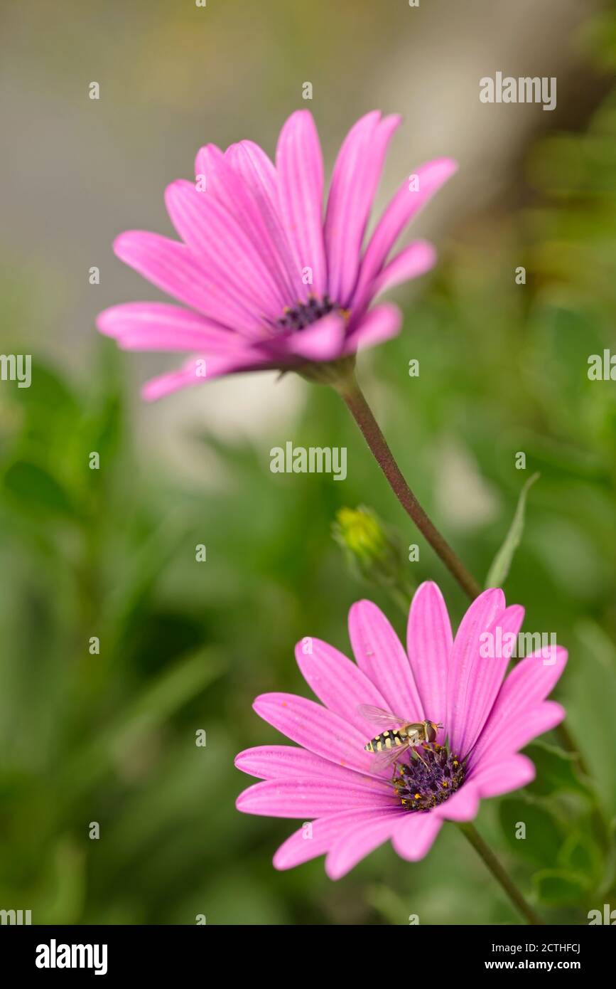 Dimorphotheca bee hi-res stock photography and images - Alamy