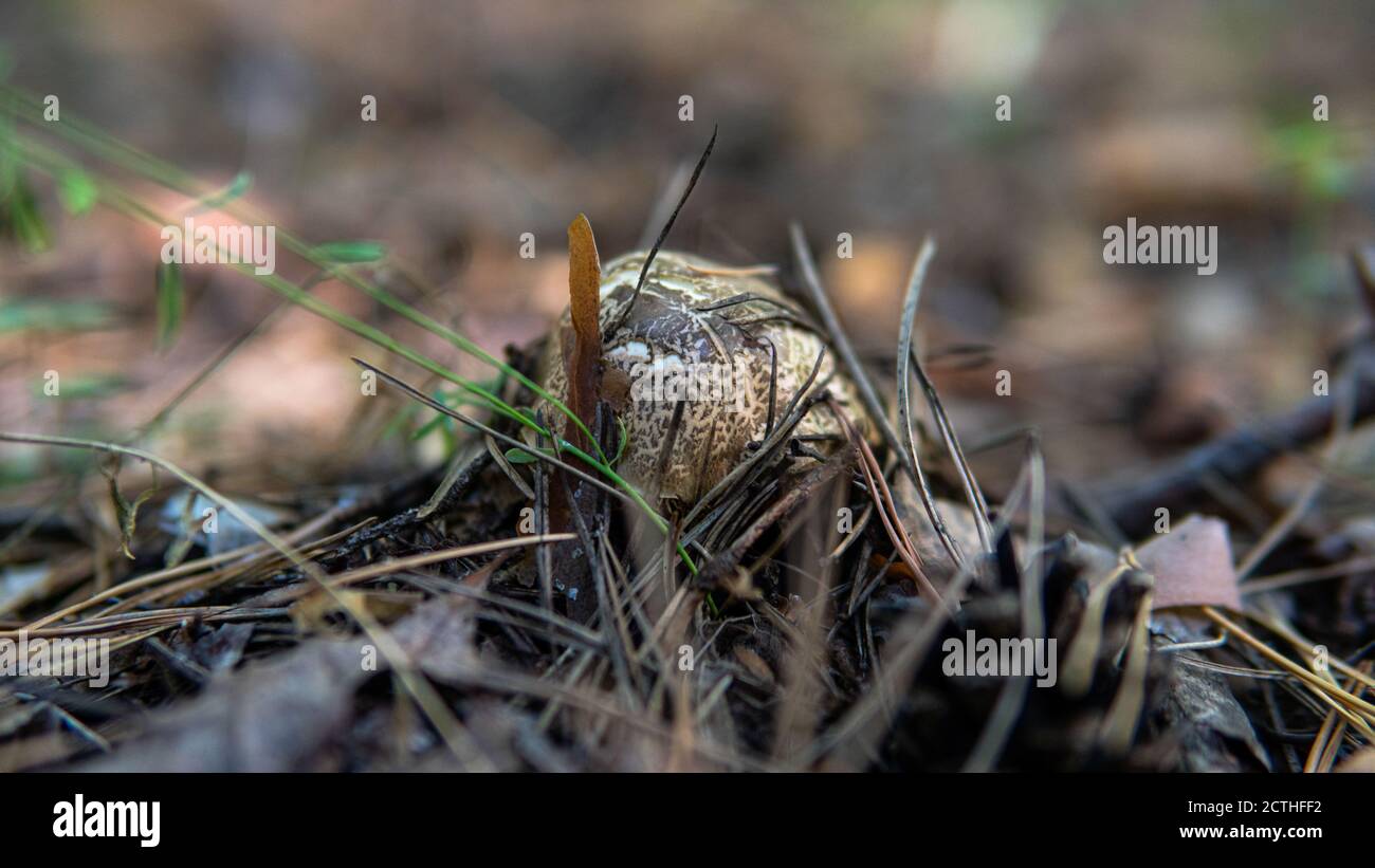 forest substrates for mushroom germination. Fungi and their habitat and ...