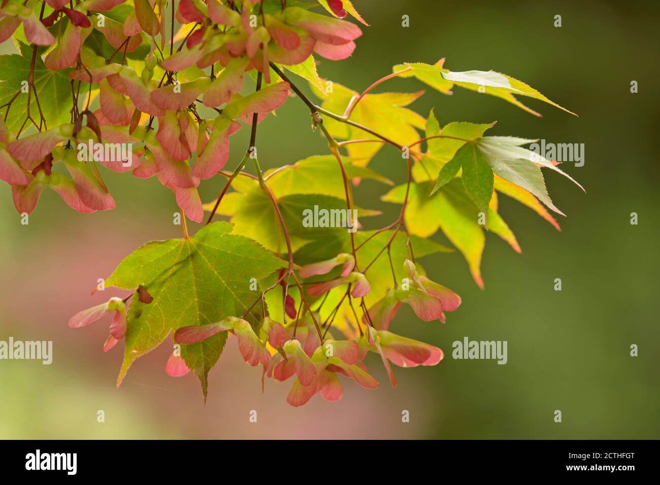 Winged seeds of maple tree, Acer palmatum Stock Photo - Alamy