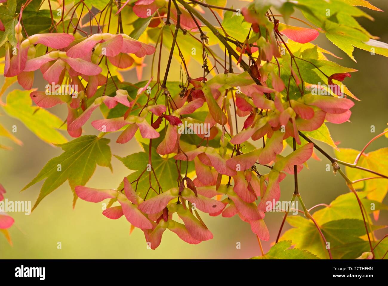 Winged seeds of maple tree, Acer palmatum Stock Photo - Alamy