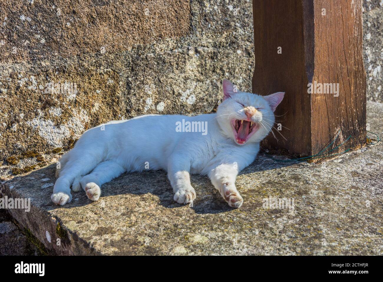 White mouth cat hi-res stock photography and images - Alamy