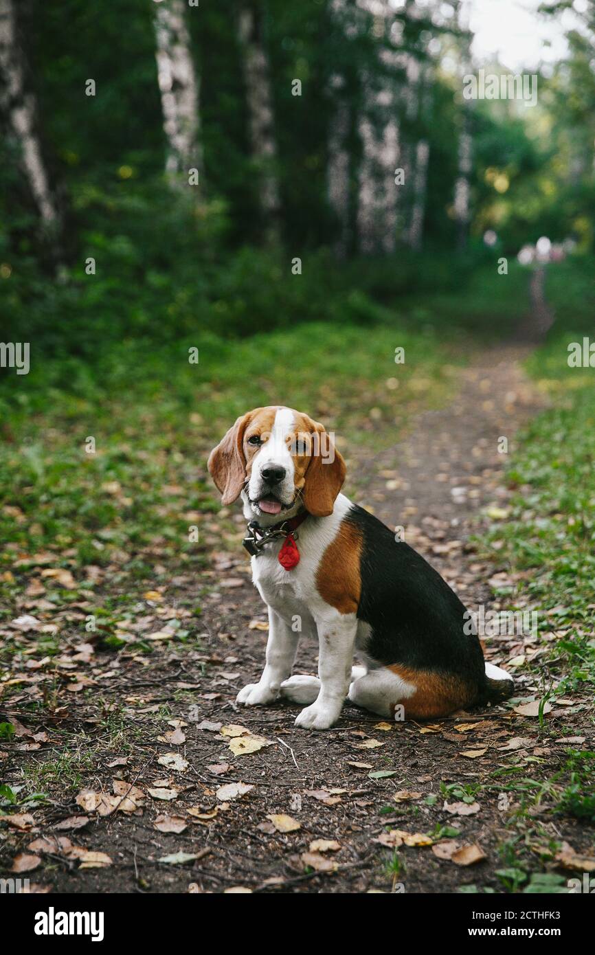 Beagle dog puppy walks cheerful and happy through the forest on a ...