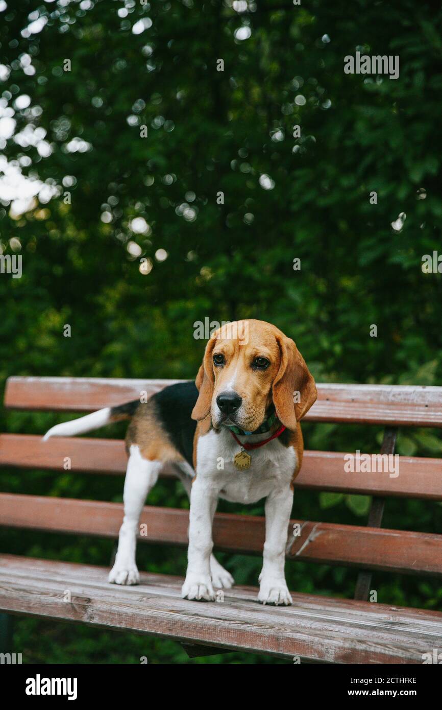 Beagle Pointing Hunting