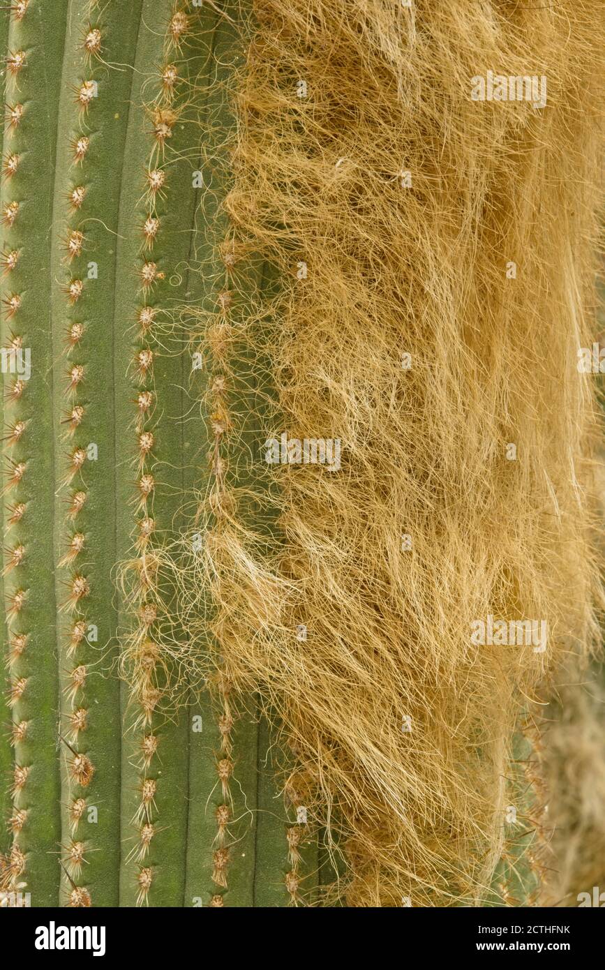 Beard succulent hi-res stock photography and images - Alamy