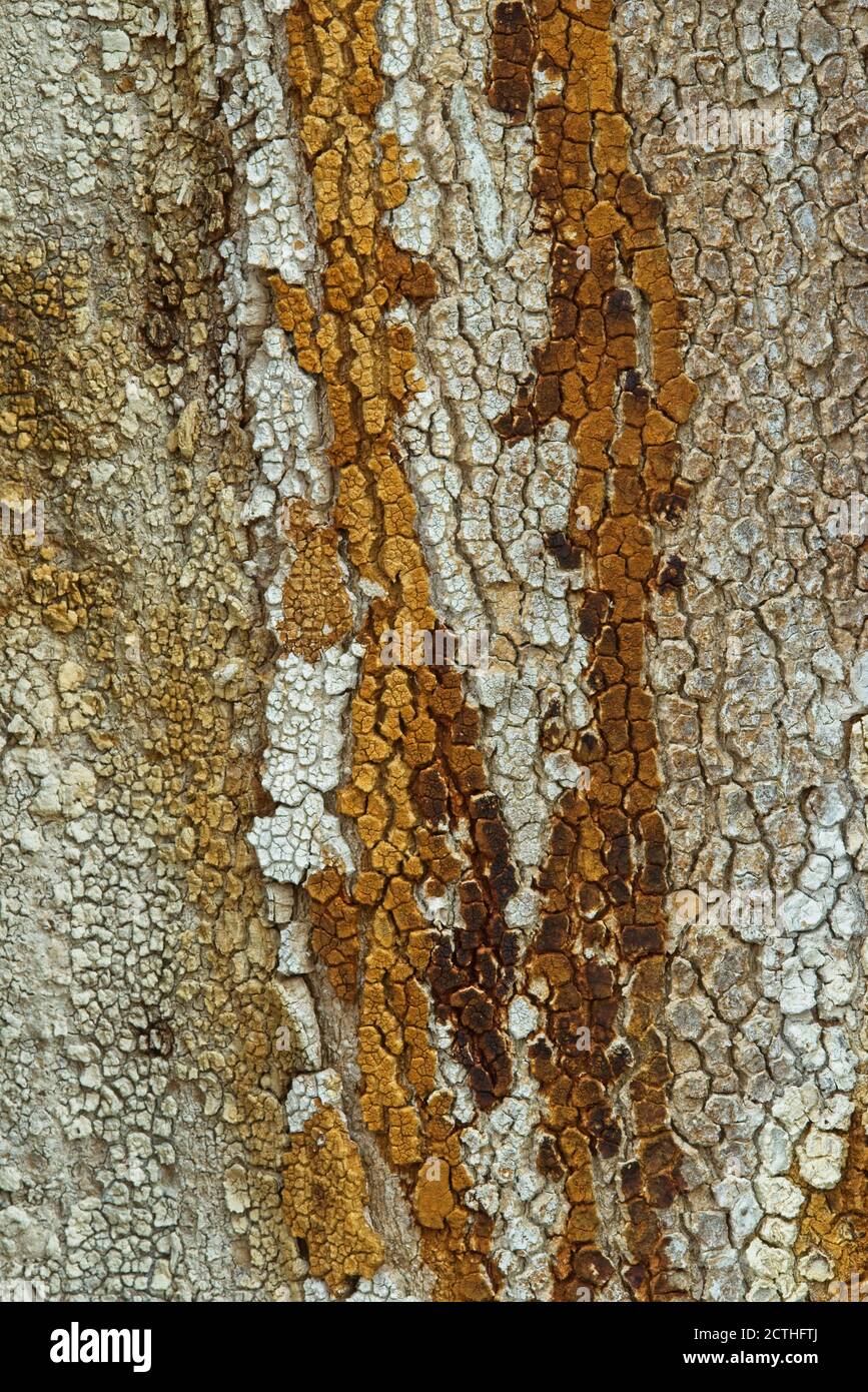 Colorful tree bark with multiple cracks and spots Stock Photo - Alamy