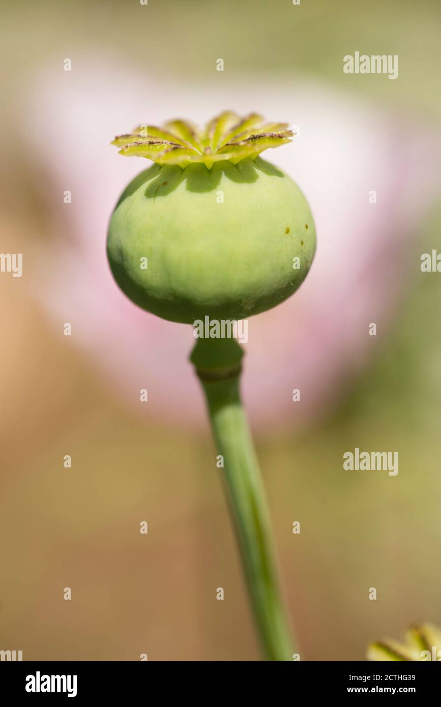 Flowers and seed pods of opium poppy plant, Papaver somniferum Stock ...