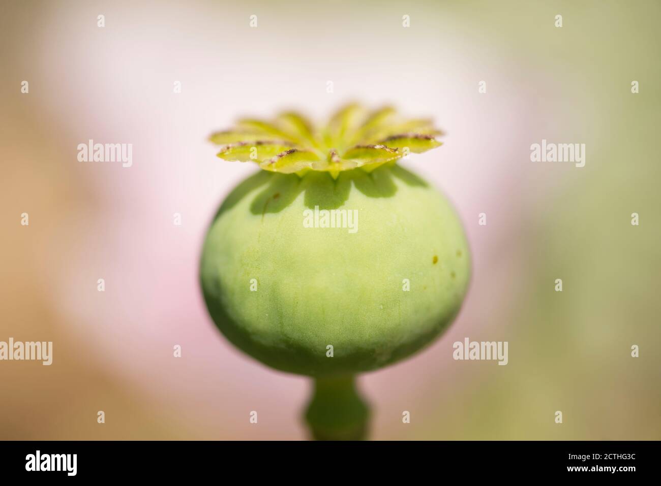 Flowers and seed pods of opium poppy plant, Papaver somniferum Stock ...